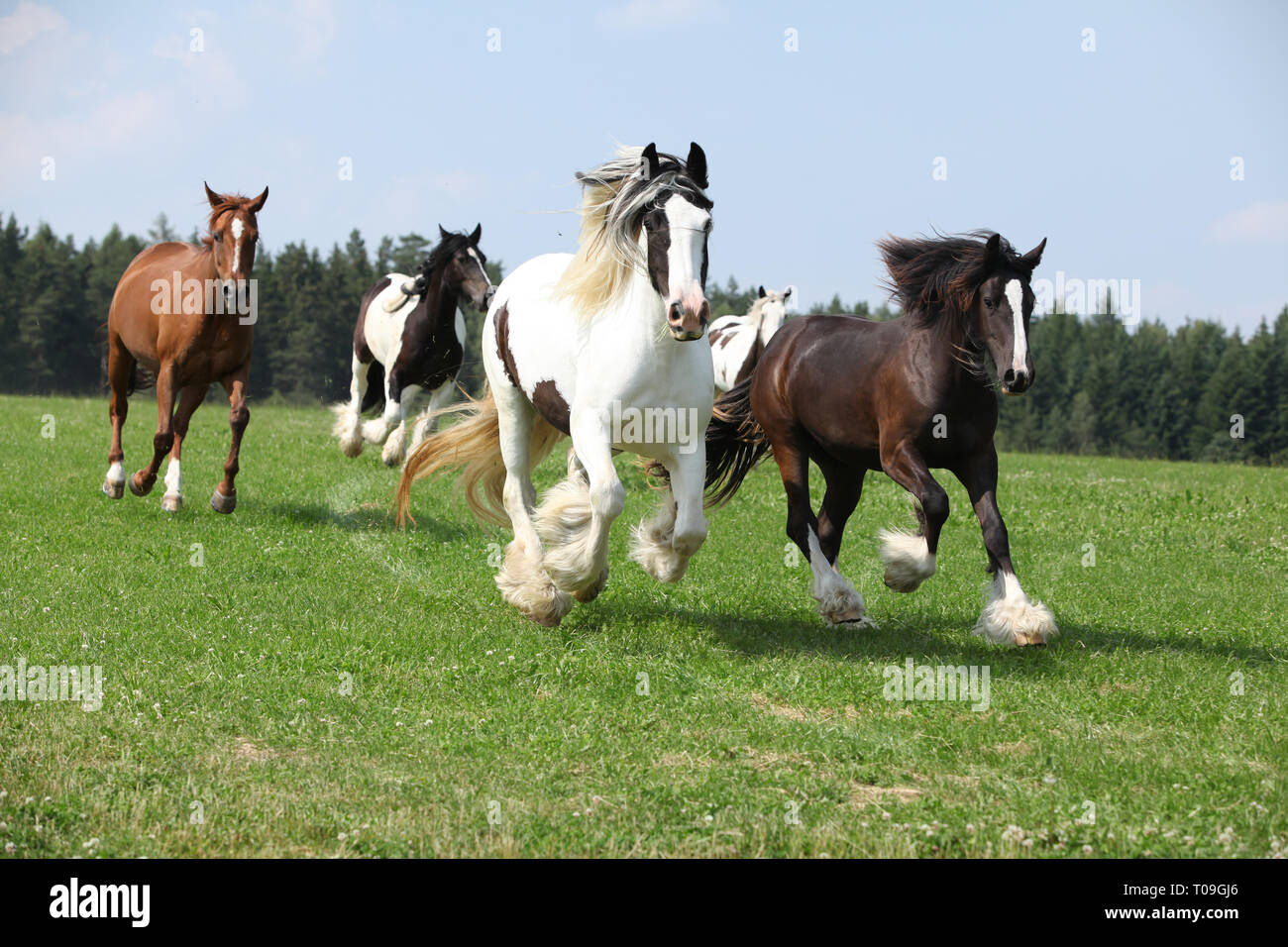Batch of nice irish cobs running in freedom Stock Photo - Alamy