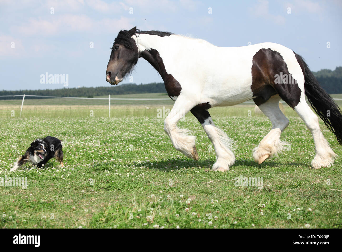 Irish cob with border collie on pasturage Stock Photo - Alamy