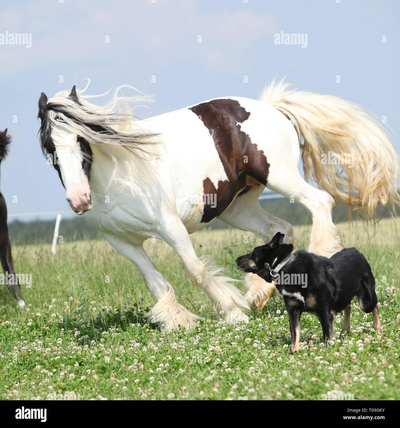 Irish cob playing with border collie on pasturage Stock Photo - Alamy