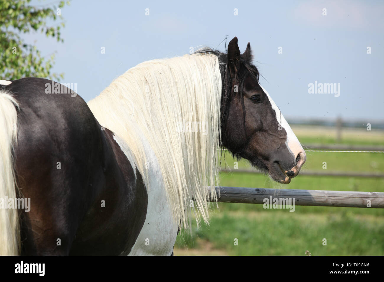 Gorgeous skewbald irish cob stallion, black and white colors, with long ...