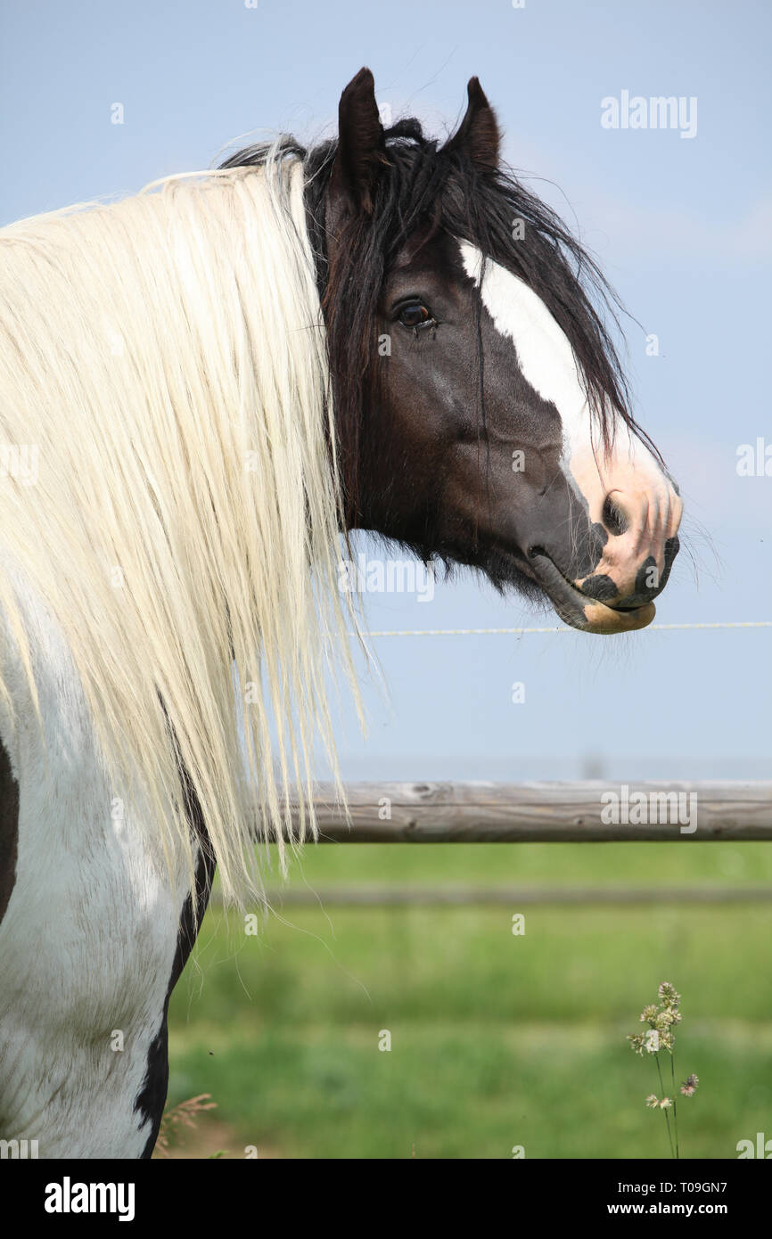 Gorgeous skewbald irish cob stallion, black and white colors, with long ...