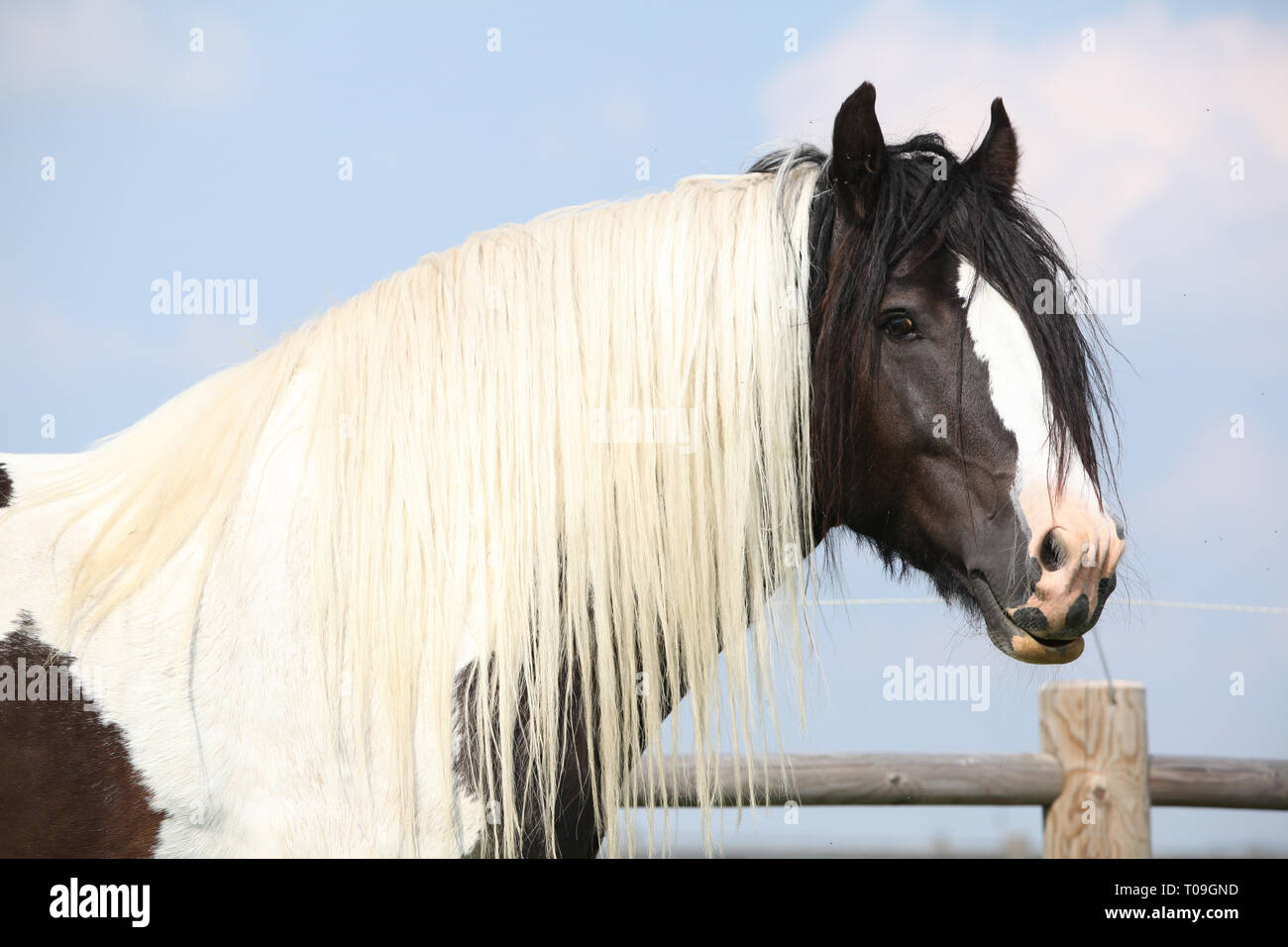 Black And White Cob Horse High Resolution Stock Photography and Images ...