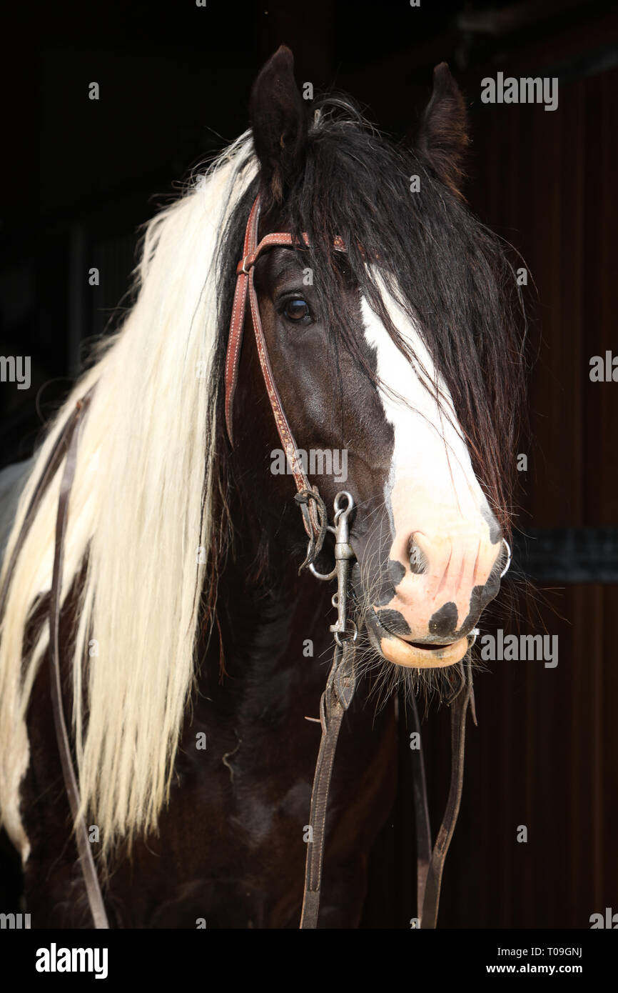 Gorgeous irish cob stallion with bridle on black background Stock Photo ...