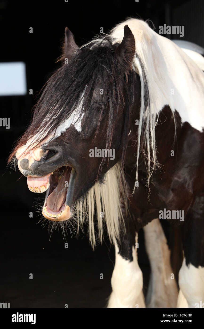 Gorgeous irish cob stallion yawning on black background Stock Photo - Alamy