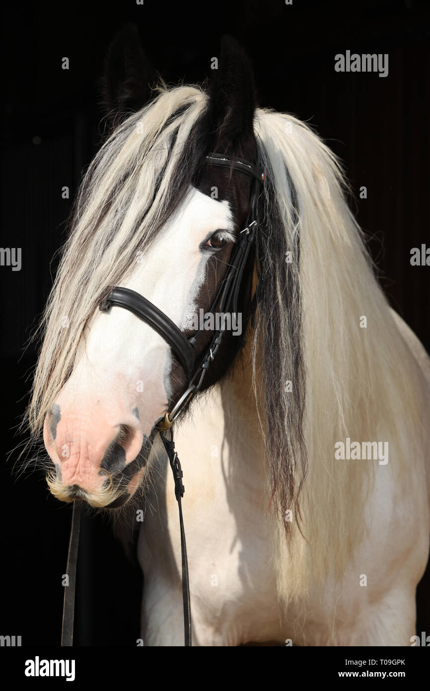 Nice irish cob with bridle on black background Stock Photo - Alamy