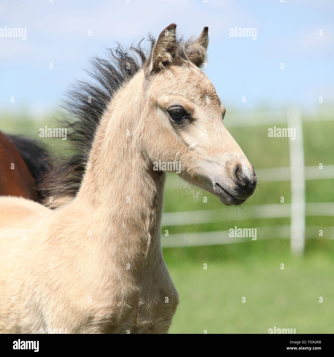 Bay welsh pony hi-res stock photography and images - Alamy