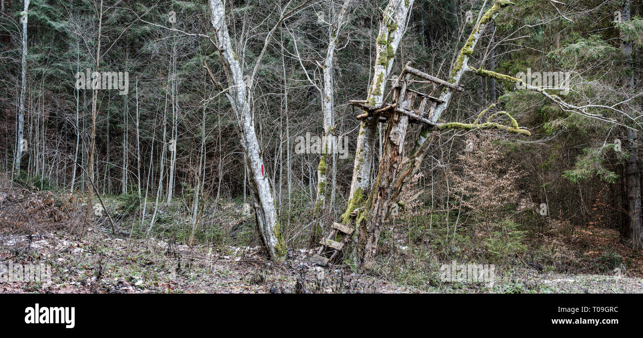 Old hunting tower on the tree in forest Stock Photo - Alamy