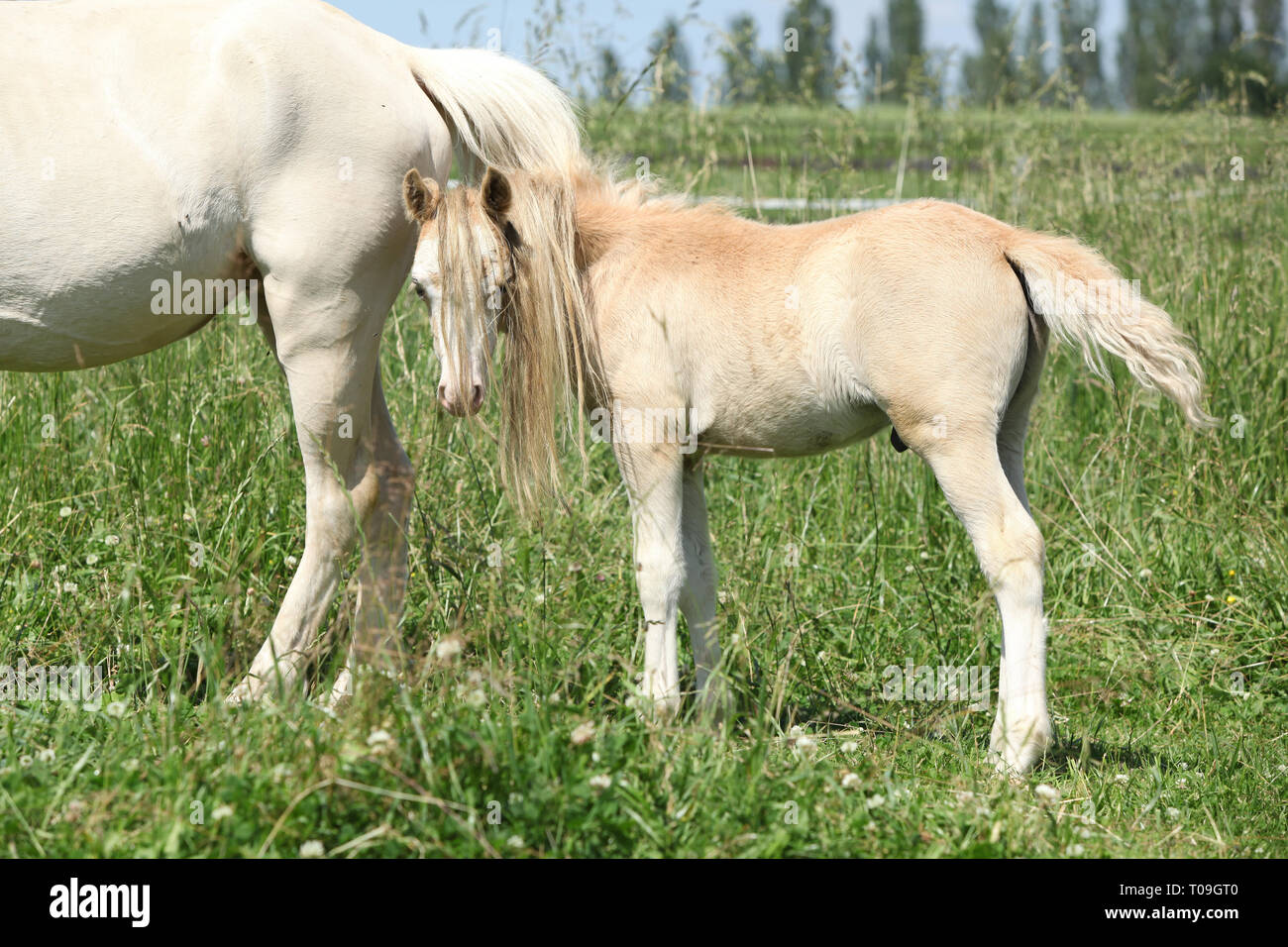Foal behind mother hi-res stock photography and images - Alamy