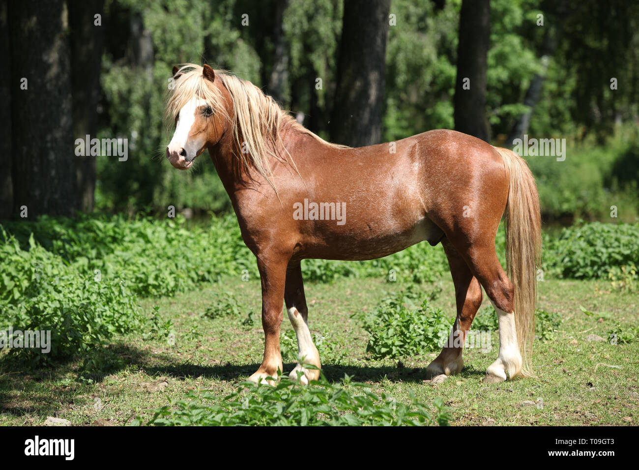 Beautiful chestnut welsh mountain pony stallion with blond hair ...