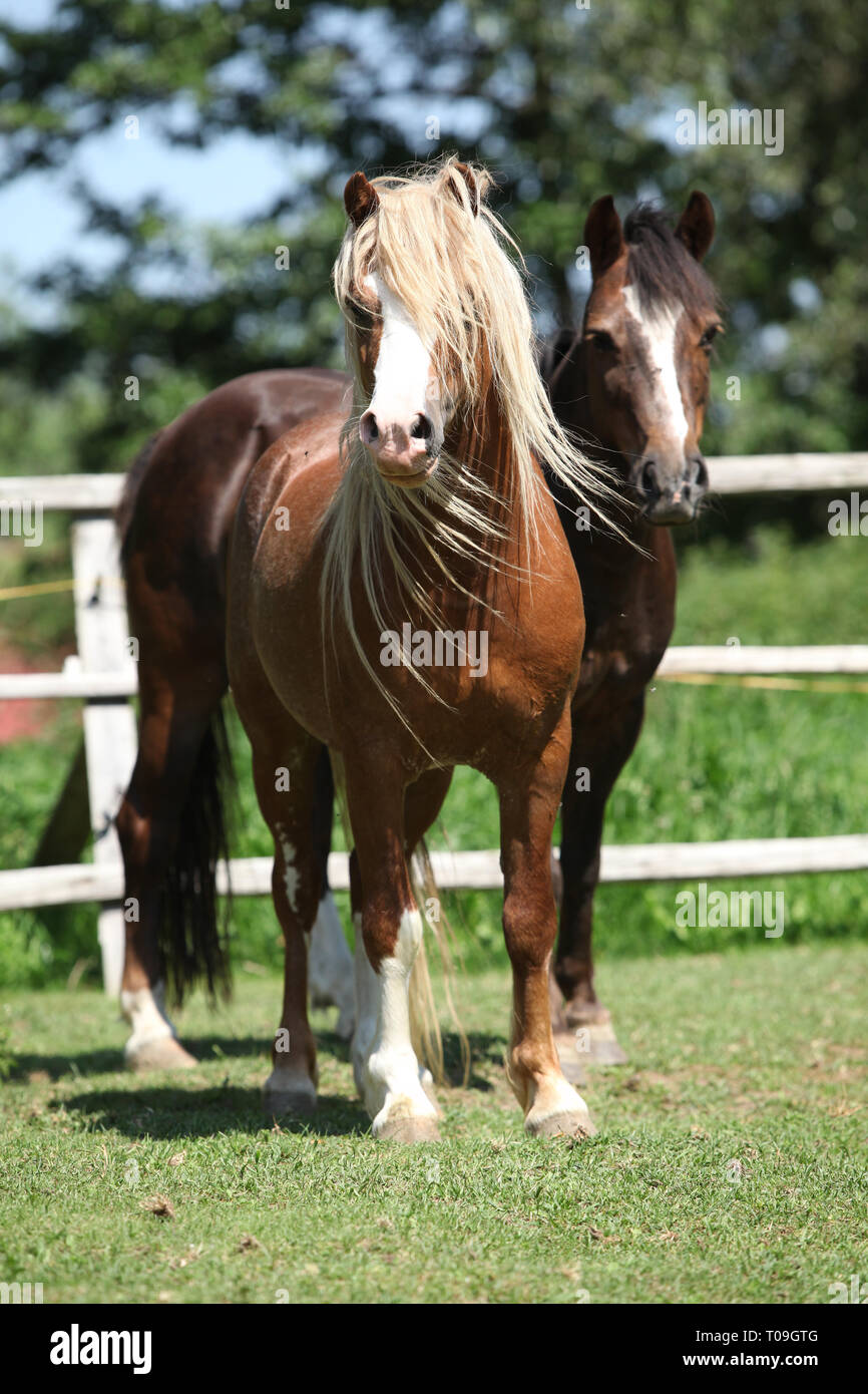 Beautiful chestnut welsh mountain pony stallion with blond hair ...