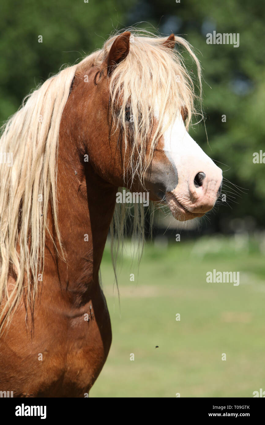 Beautiful chestnut welsh mountain pony stallion with blond hair ...