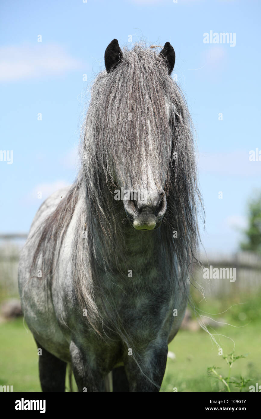 Grey pony resting hi-res stock photography and images - Alamy