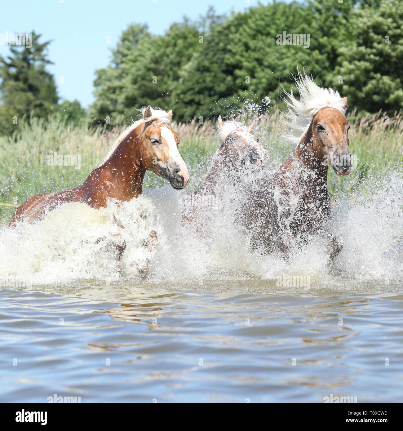 Haflinger Horse Jumping High Resolution Stock Photography and Images ...