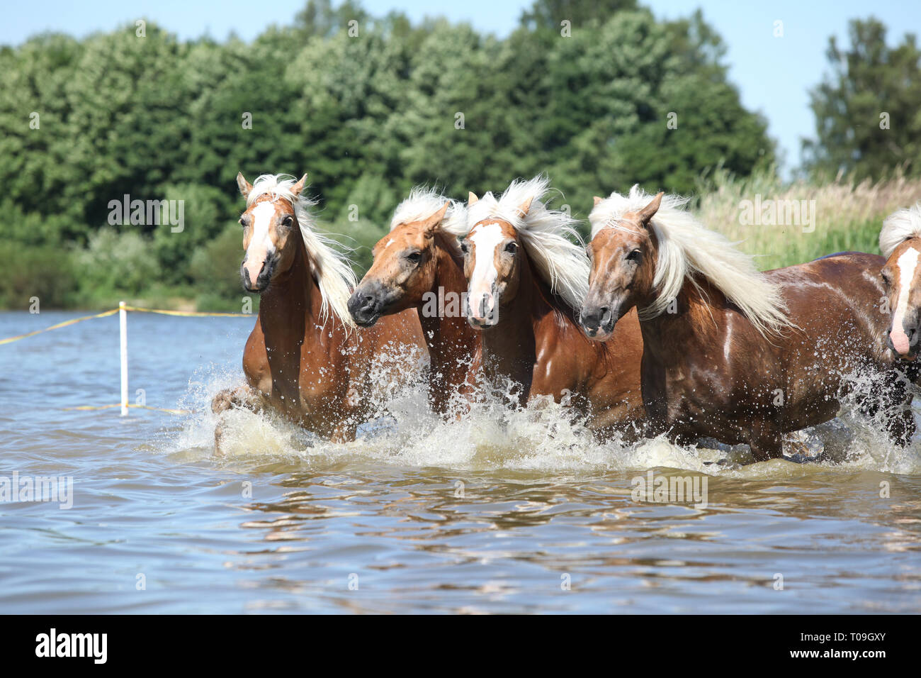 Batch of young haflingers moving in water Stock Photo - Alamy