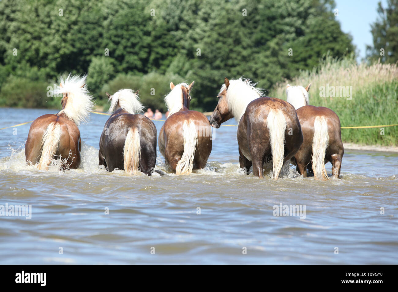 Batch of haflingers in water moving from behind Stock Photo - Alamy