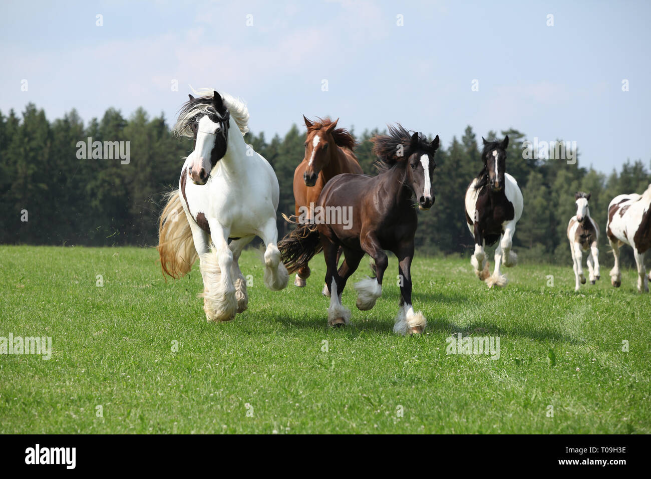 Batch of beautiful irish cobs running in freedom Stock Photo - Alamy
