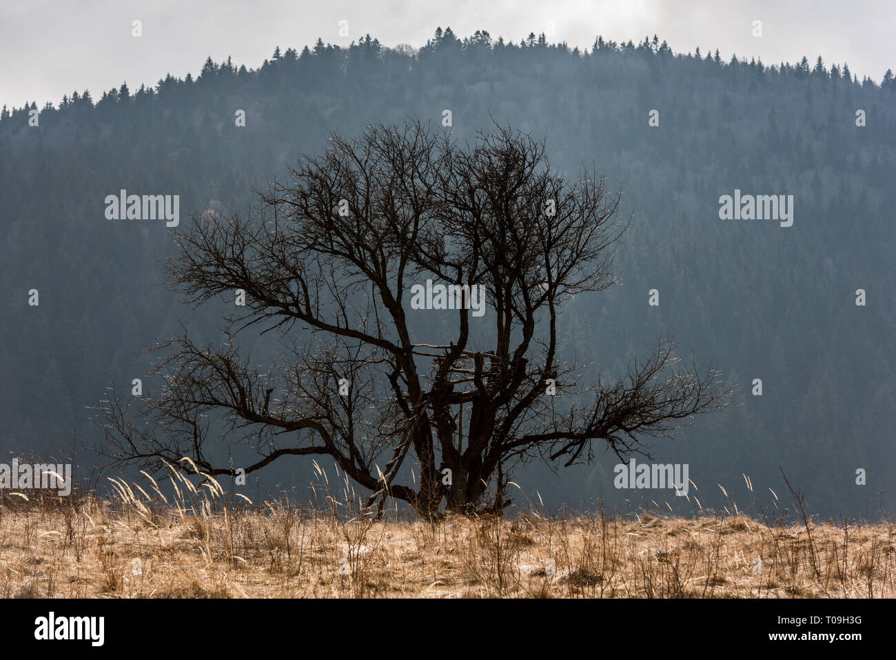Hunting tower tree hi-res stock photography and images - Alamy