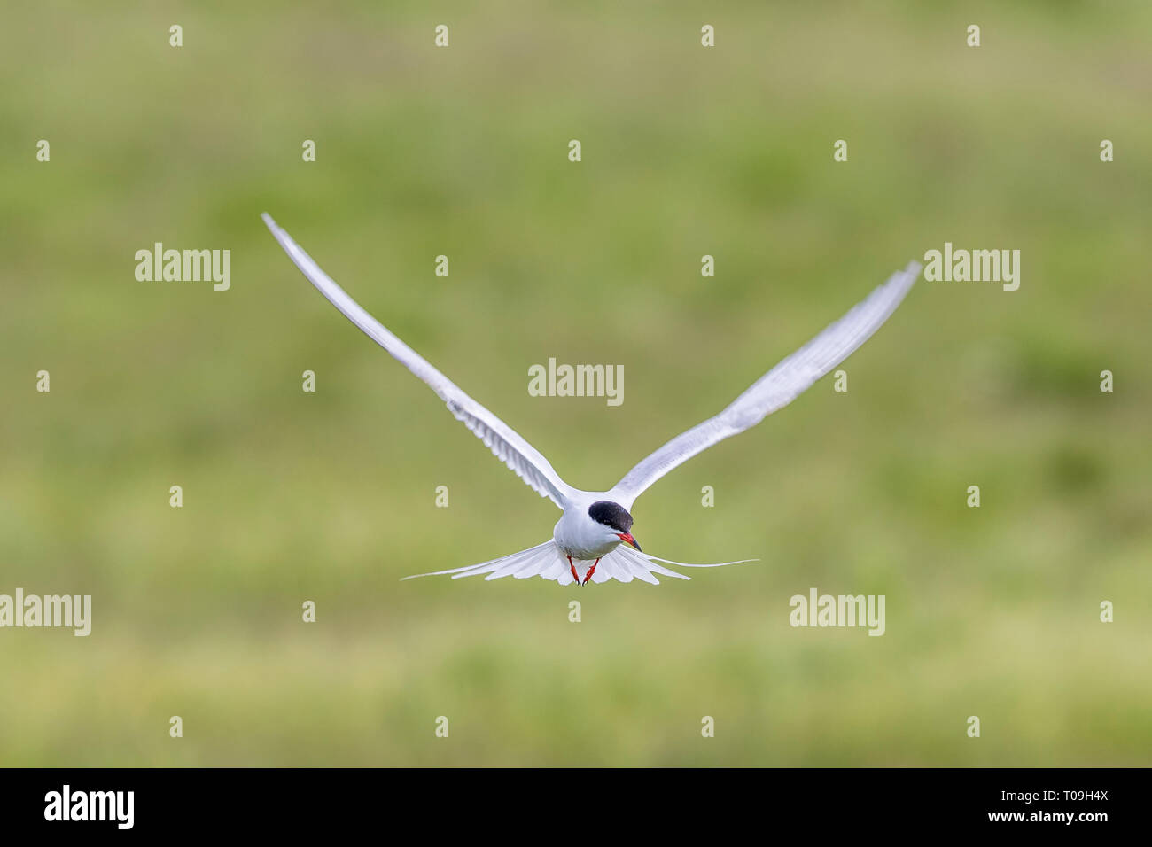 Flying common tern hi-res stock photography and images - Alamy