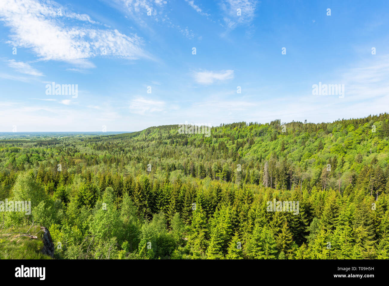 Landscape View of a forest landscape Stock Photo - Alamy