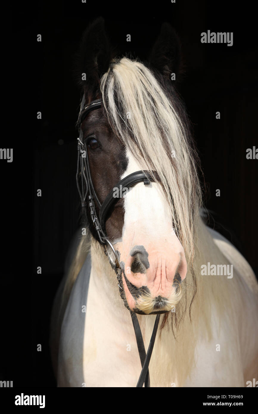 Nice irish cob with bridle on black background Stock Photo - Alamy