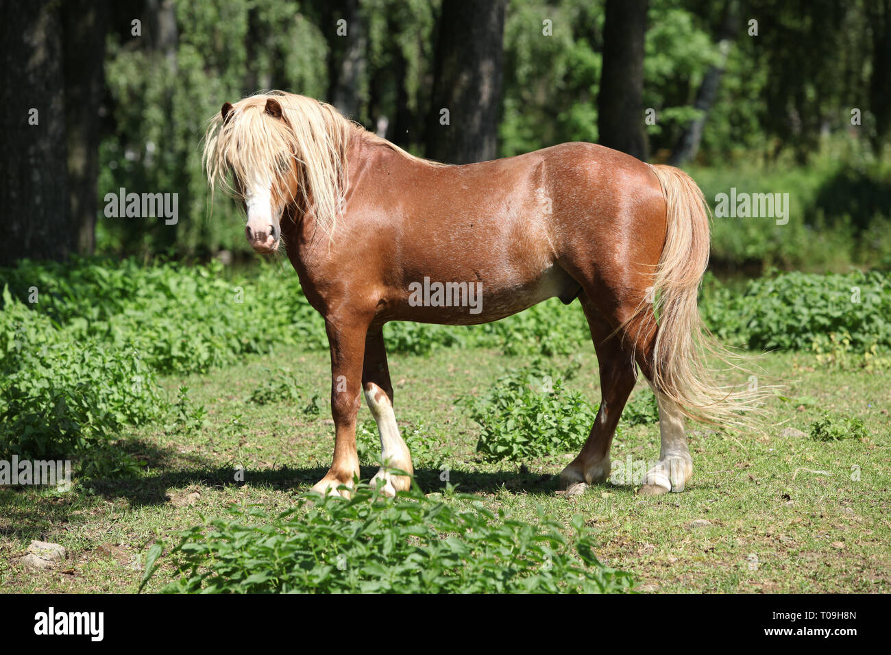 Beautiful chestnut welsh mountain pony stallion with blond hair ...