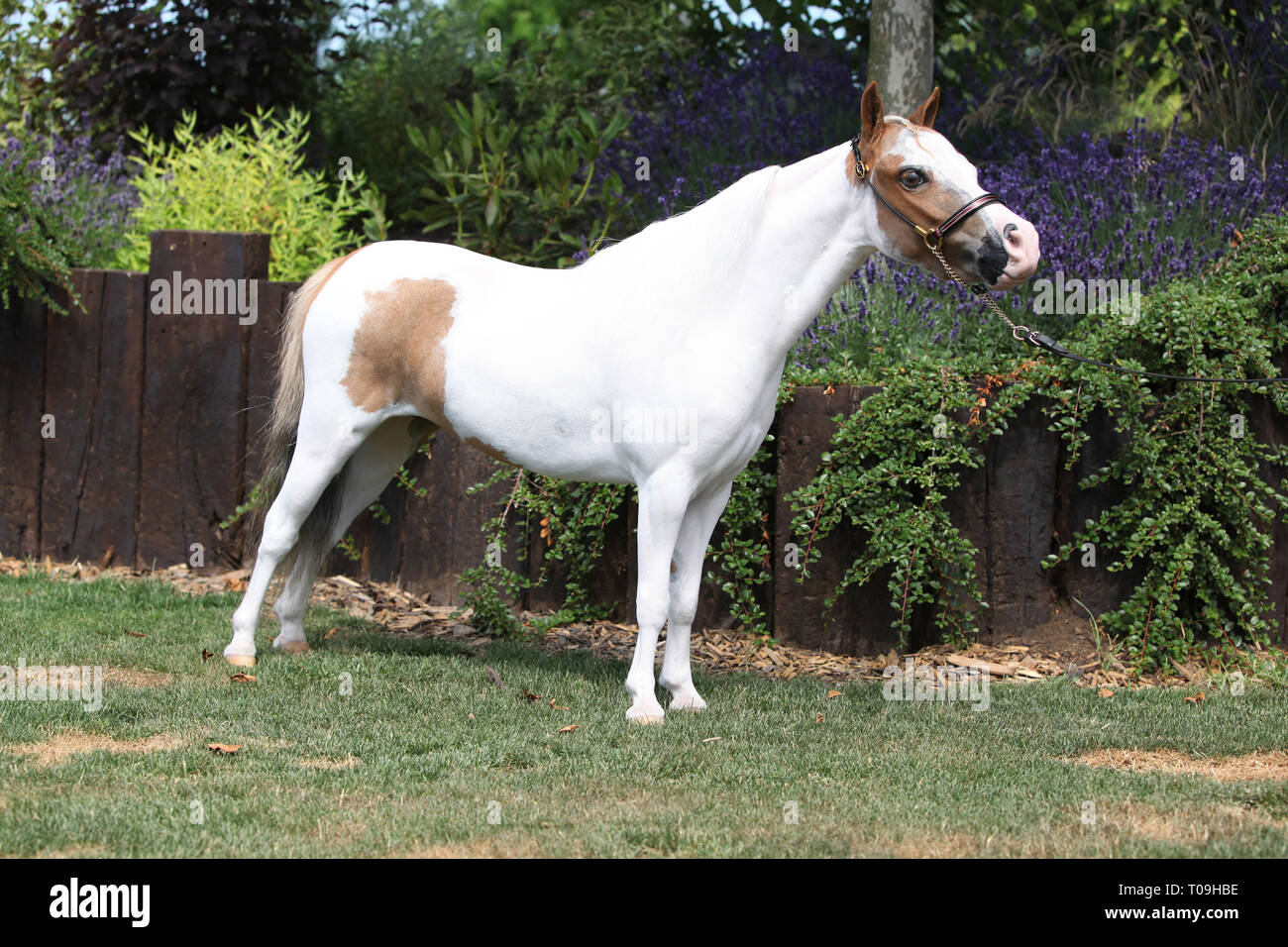 American miniature horse hi-res stock photography and images - Alamy