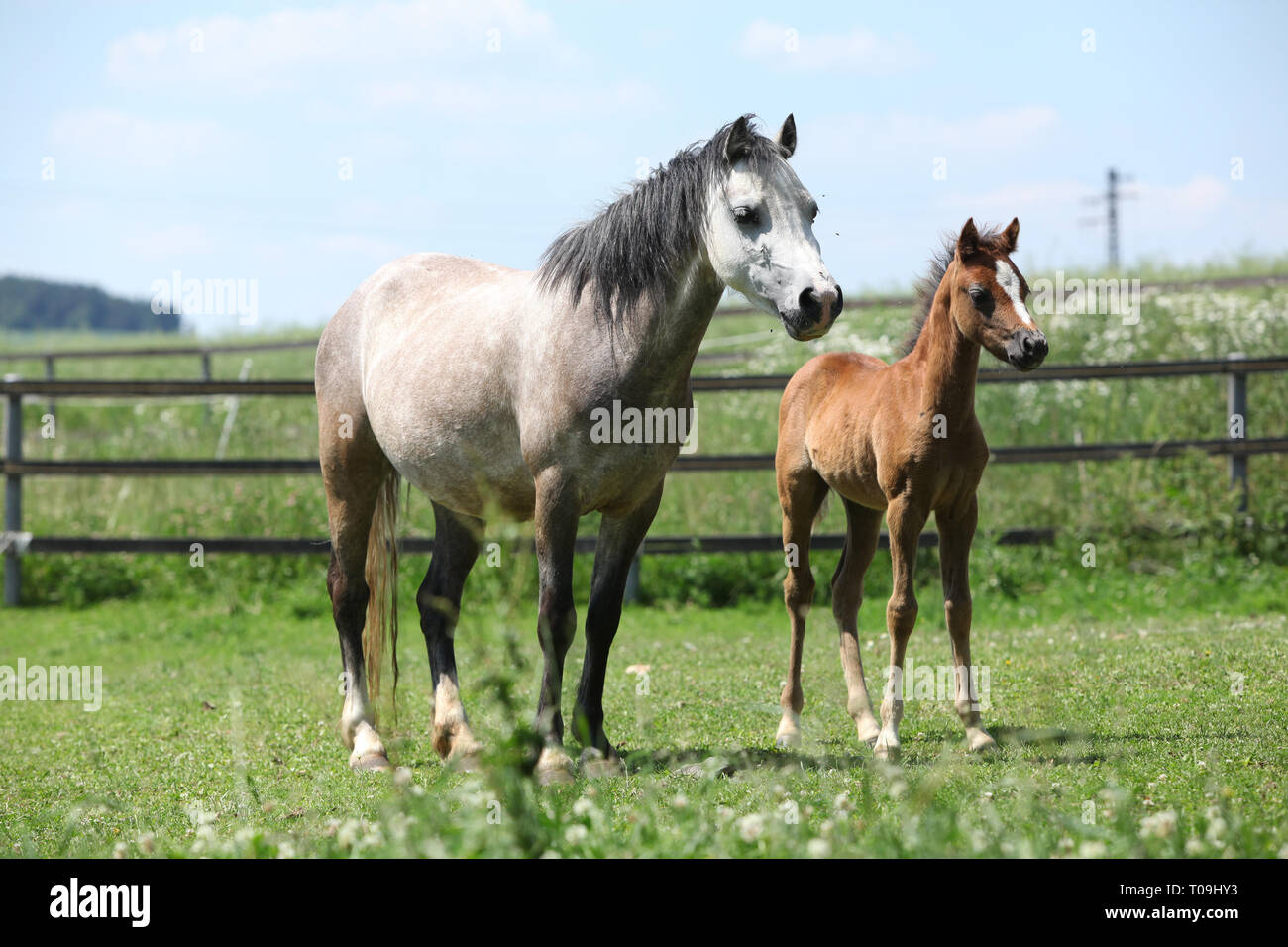 Welsh mare and foal hi-res stock photography and images - Alamy
