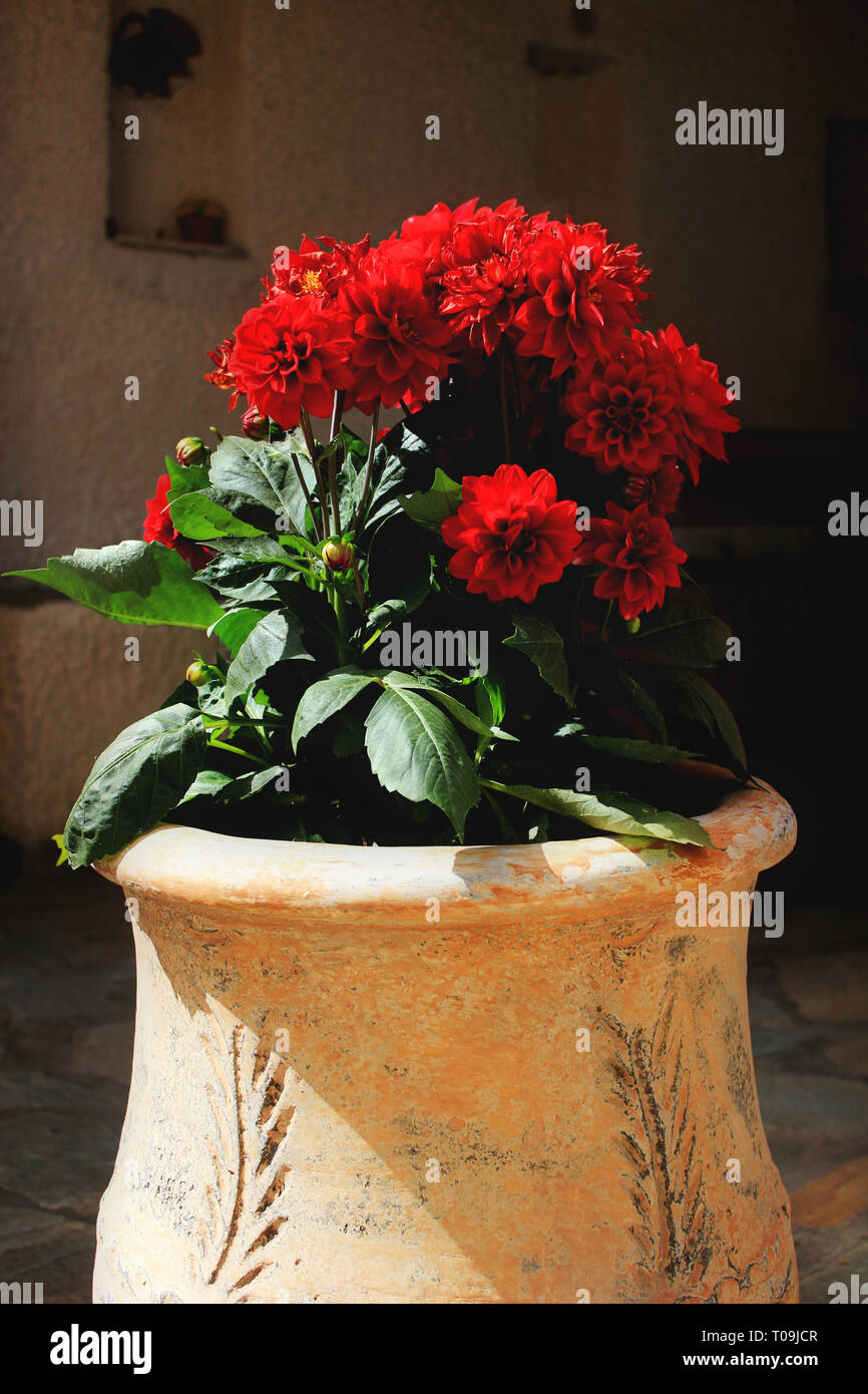 Potted cyclamen flowers in hi-res stock photography and images - Alamy