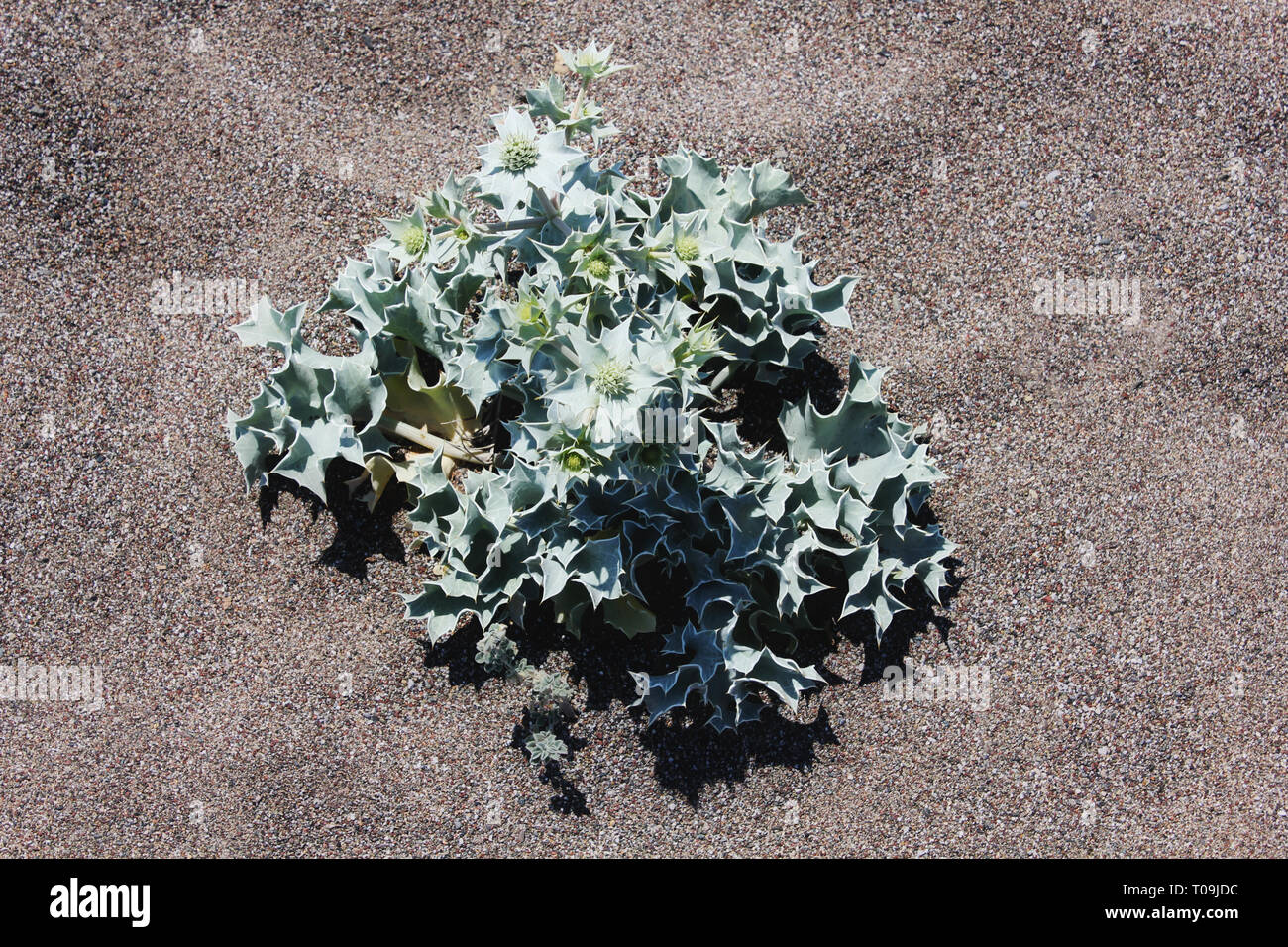 Natural gray sand hi-res stock photography and images - Alamy