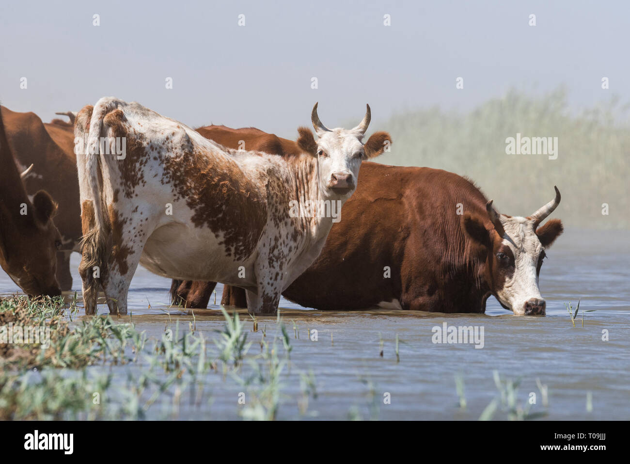 Cow water drought russia hi-res stock photography and images - Alamy