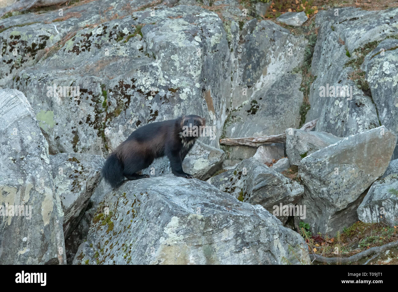 Wolverine - Alert on The Rocks Stock Photo - Alamy