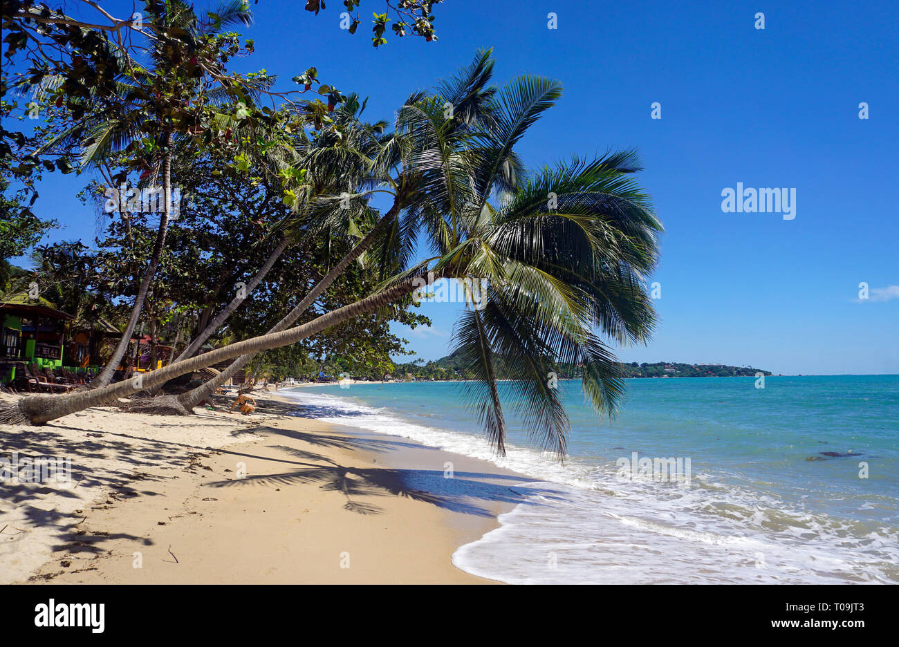 Crooked palm tree hi-res stock photography and images - Alamy