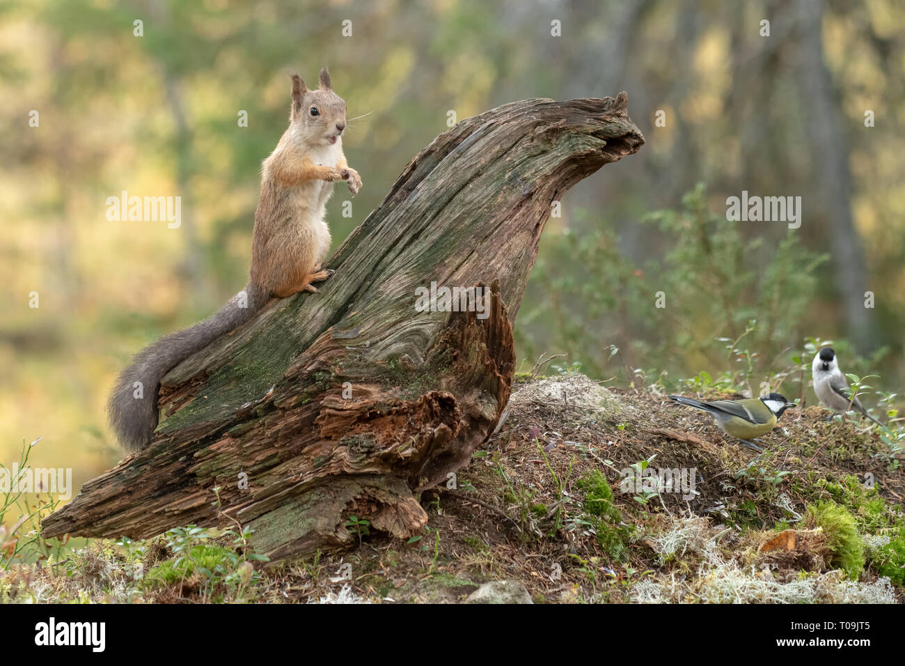 Red Squirrel - Stand Tall Stock Photo - Alamy