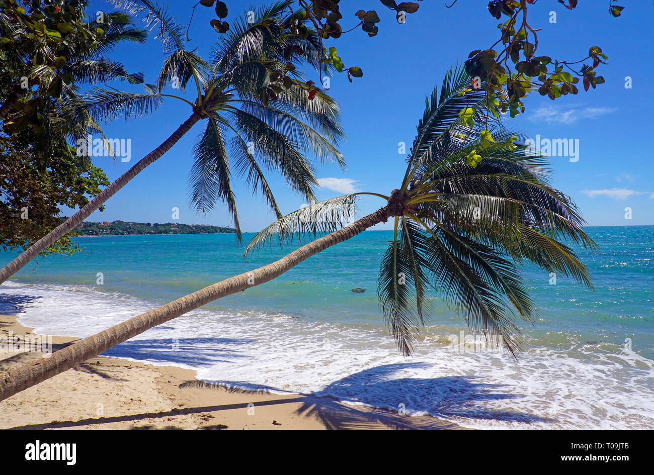 Crooked Palm Tree High Resolution Stock Photography and Images - Alamy