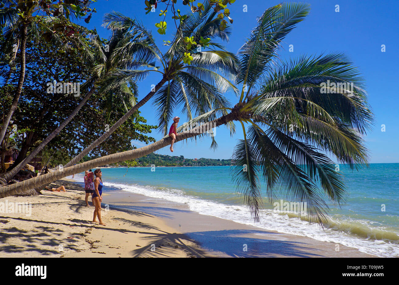 The sea beach landscape with a palm tree hi-res stock photography and ...