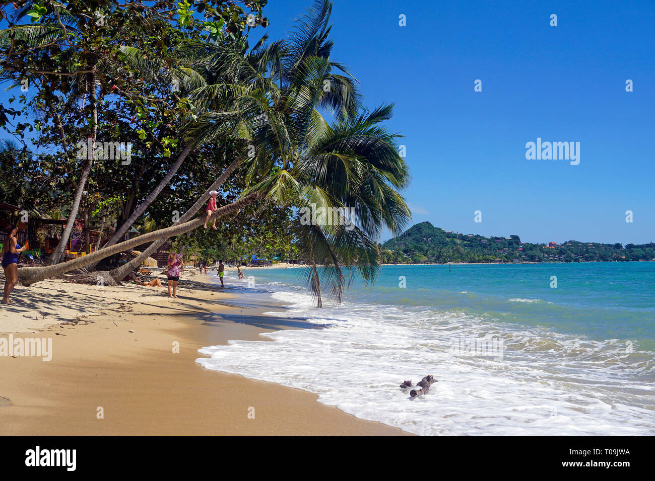 Young girl on a crooked Palm tree, Lamai Beach, Koh Samui, Gulf of ...