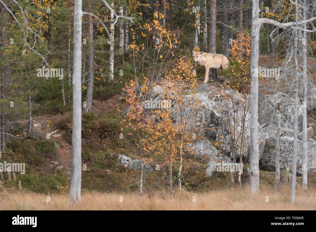 Wolf rock hi-res stock photography and images - Alamy