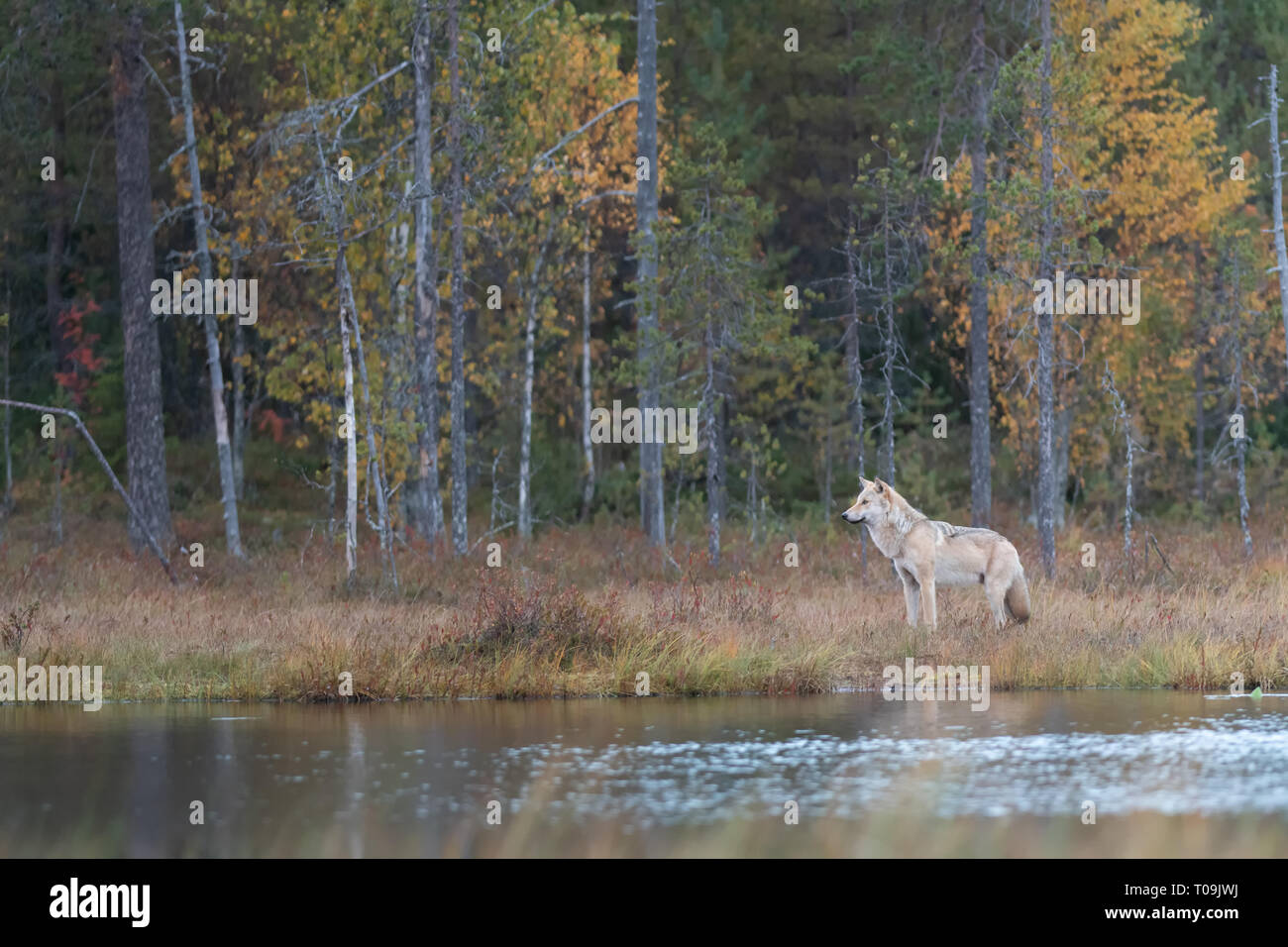 Eurasian Wolf - Listening Stock Photo - Alamy