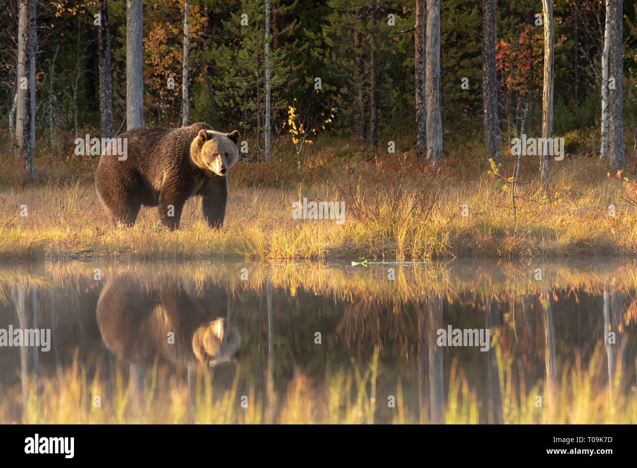 Eurasian Brown Bear - Reflection Stock Photo - Alamy