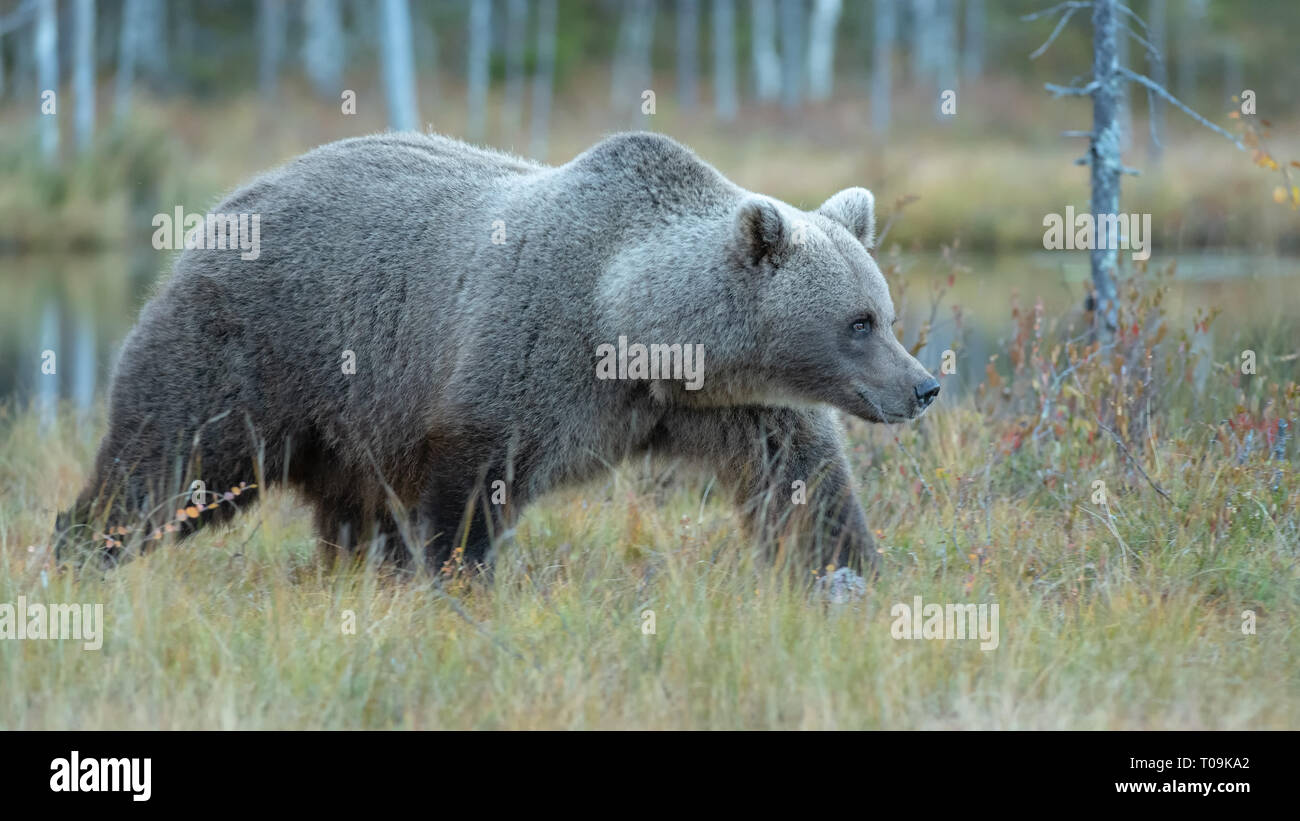 Eurasian Brown Bear - On The Prowl Stock Photo - Alamy