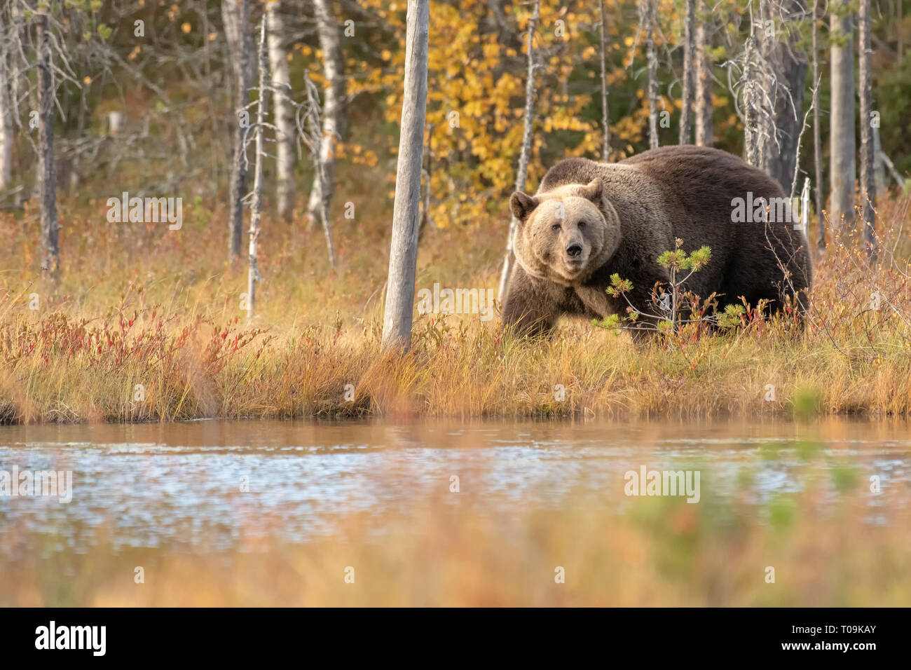 Hidden bear hi-res stock photography and images - Alamy