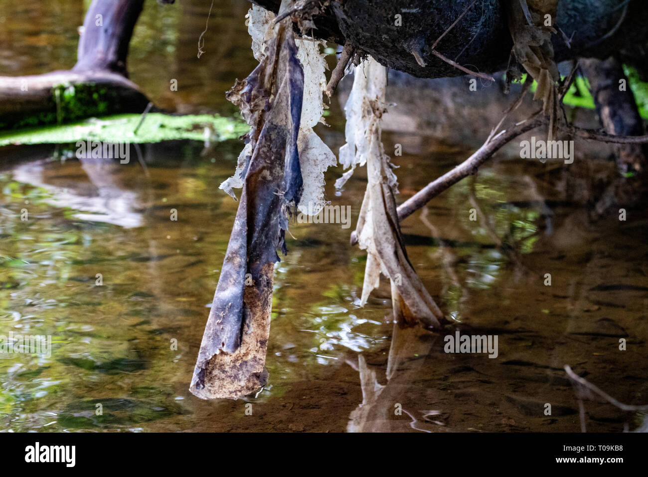 Decomposing Plastic Rubbish Caught Up On Overhanging Tree Roots Exposed ...