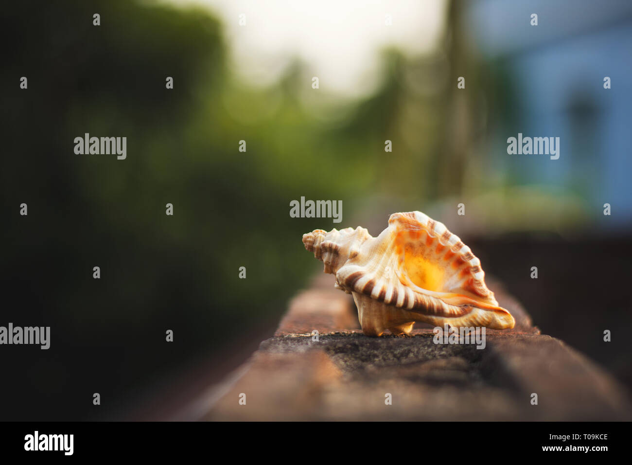 a picture of conch shell laid on the roof surface Stock Photo - Alamy