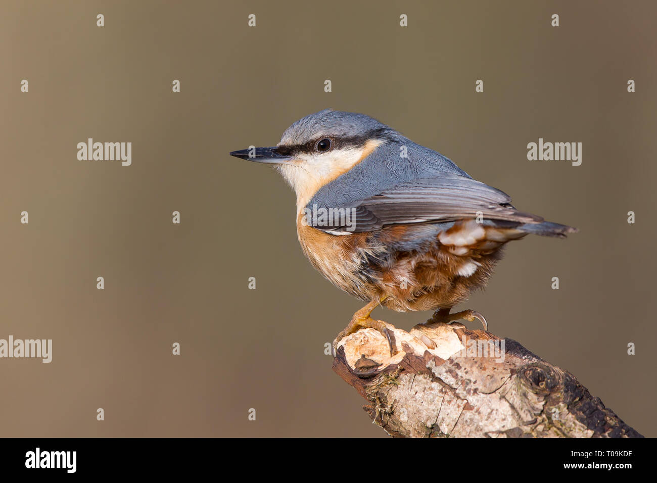 Nuthatches winter uk hi-res stock photography and images - Alamy