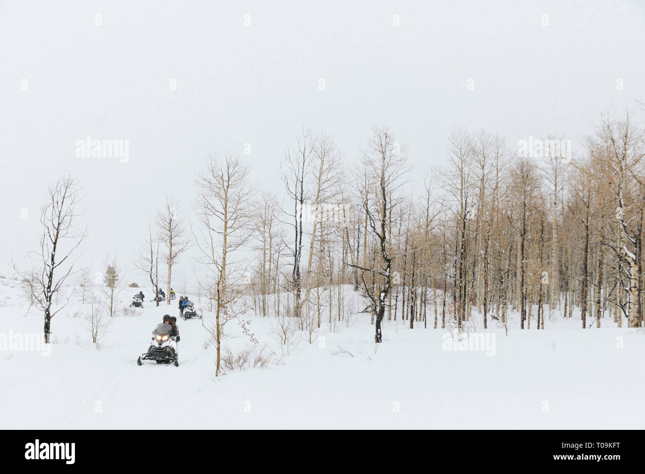 Aspen colorado winter snow trees hi-res stock photography and images ...