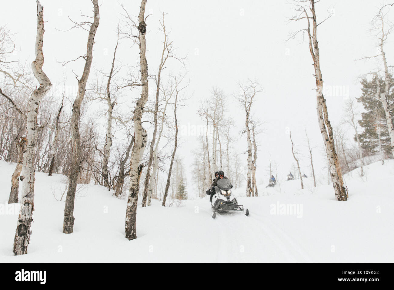 Aspen colorado winter snow trees hi-res stock photography and images ...