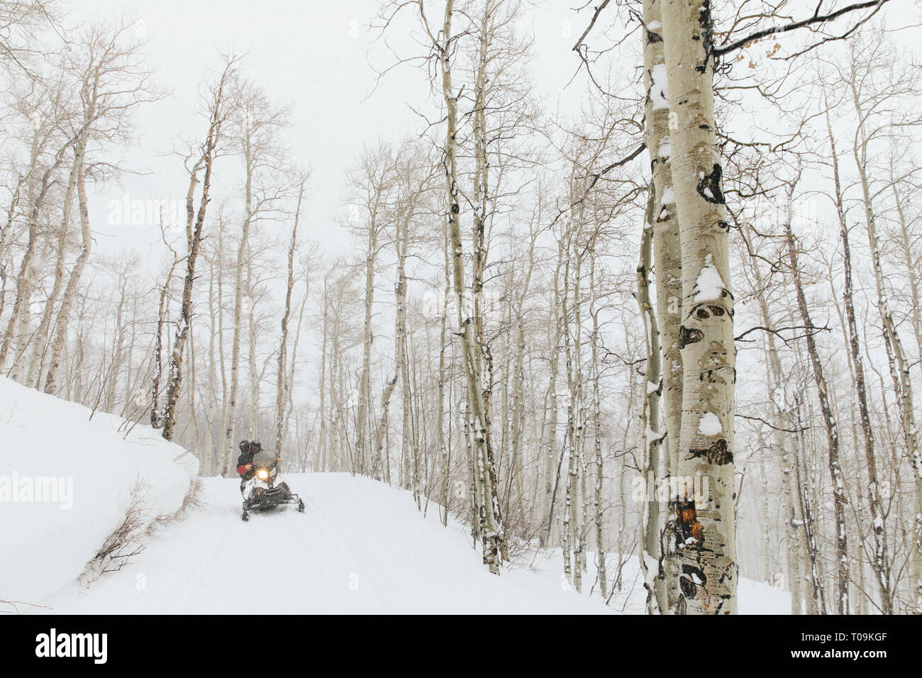 Aspen colorado winter snow trees hi-res stock photography and images ...