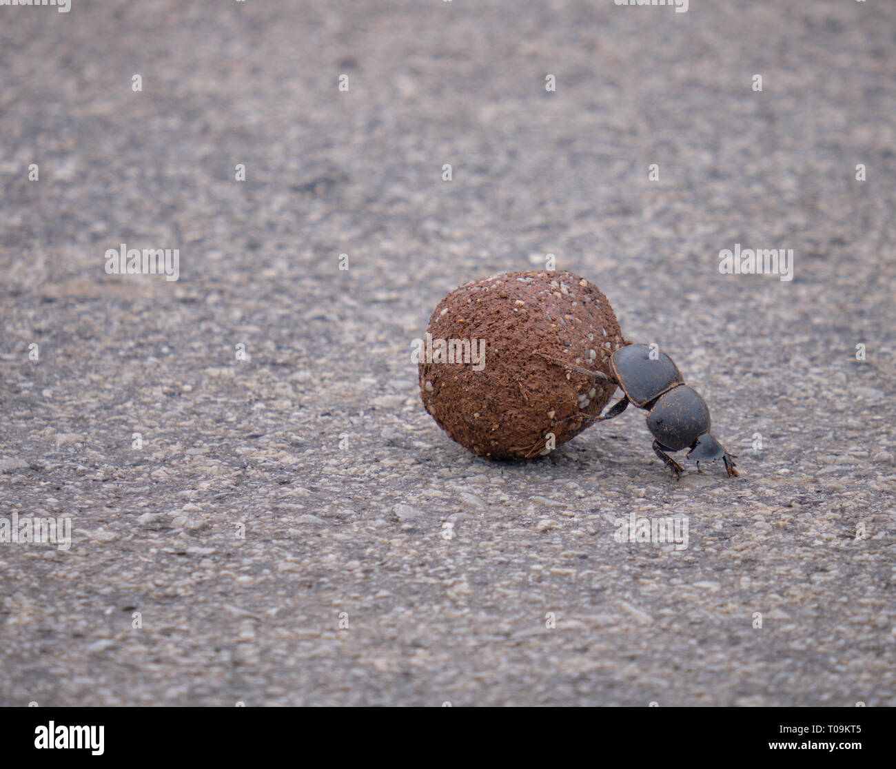 Flightless dung beetle pushing a ball of elephant excrement over the ...
