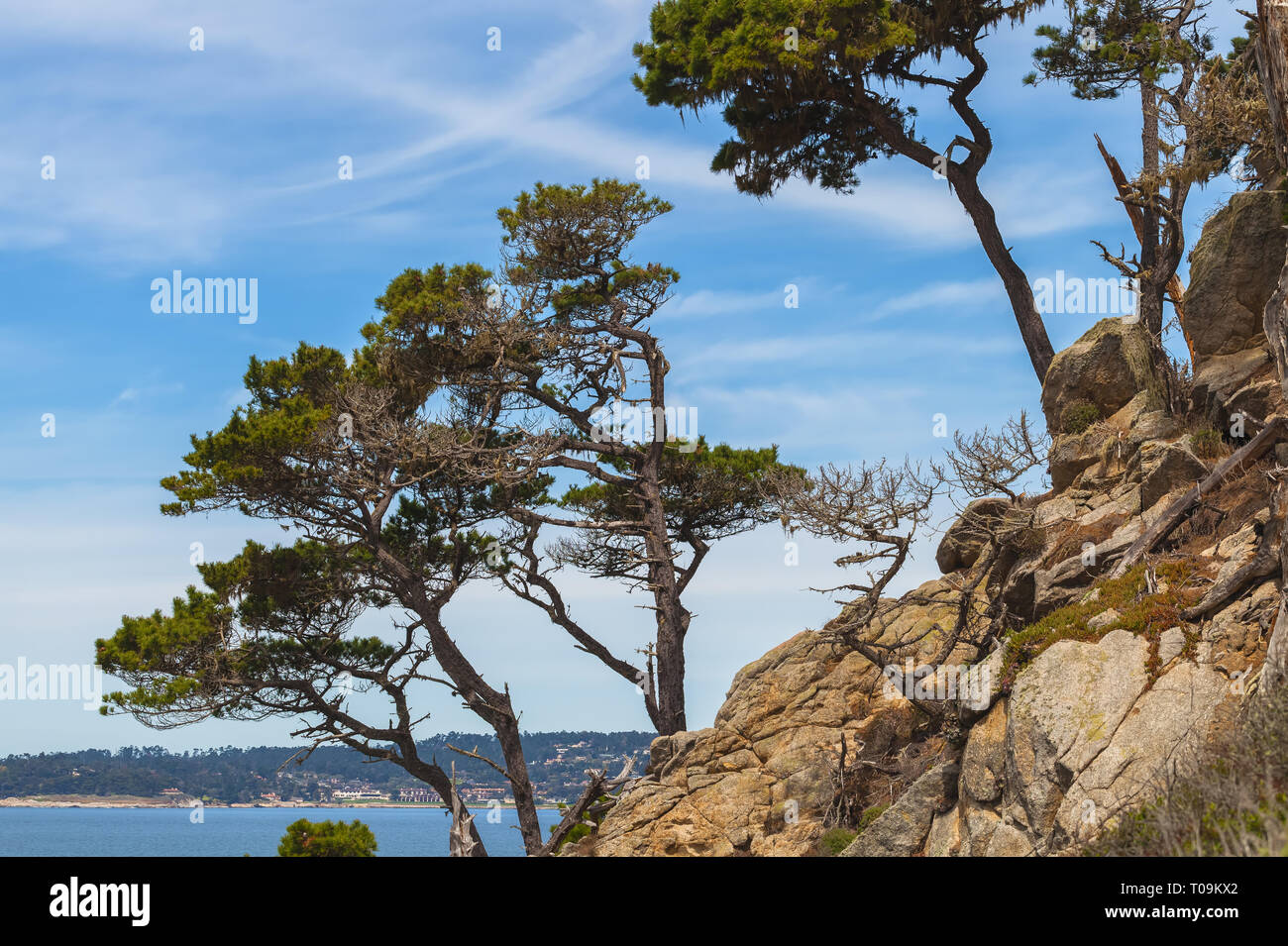 Pinus muricata bishop pine tree hi-res stock photography and images - Alamy