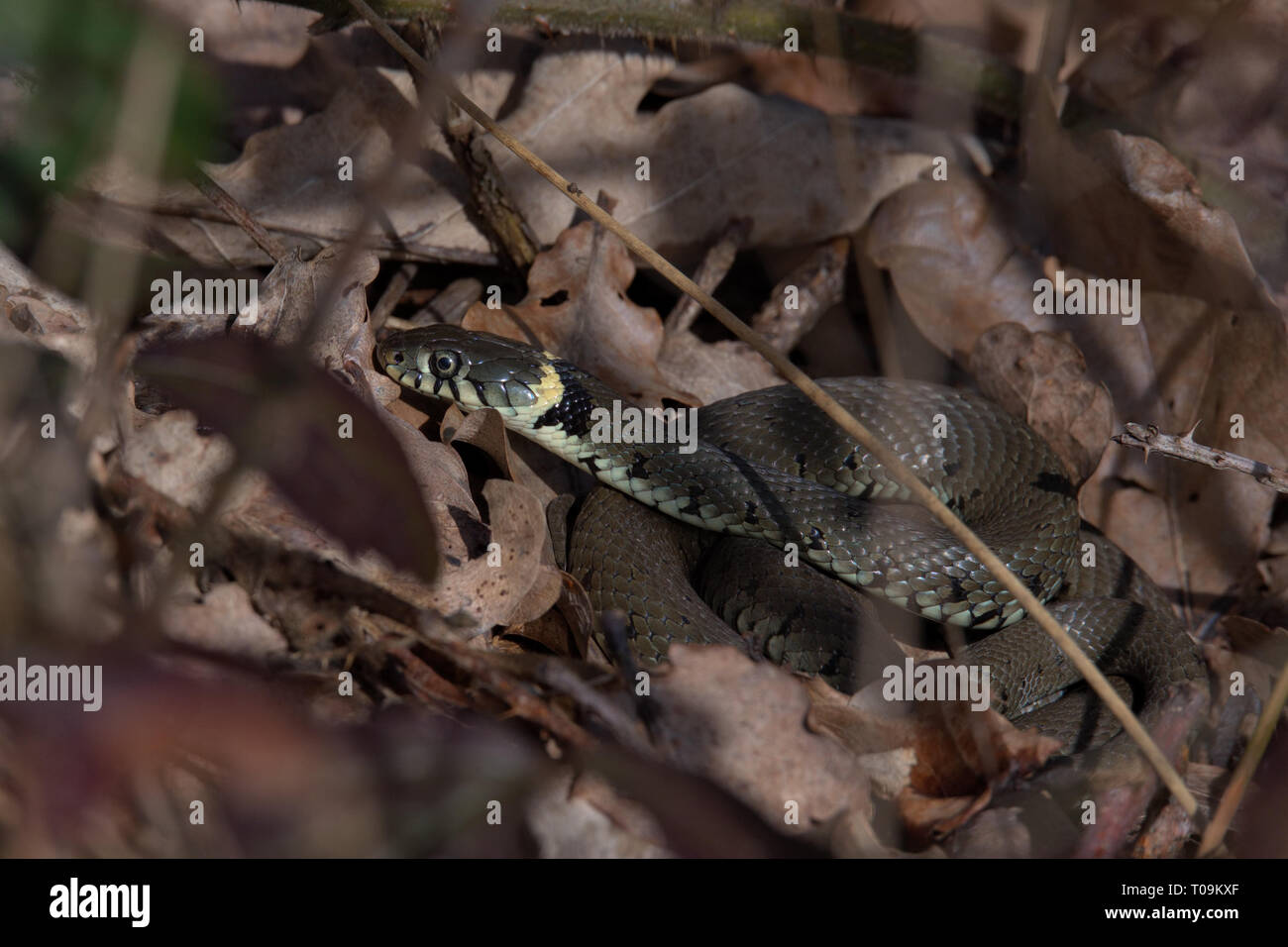 Non venomous snake hi-res stock photography and images - Alamy